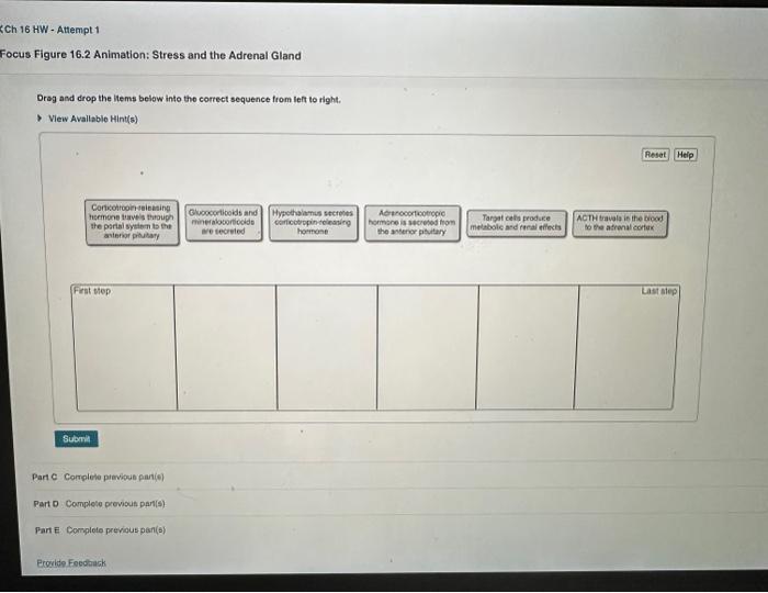 Solved Focus Figure 16.2 Animation: Stress and the Adrenal | Chegg.com