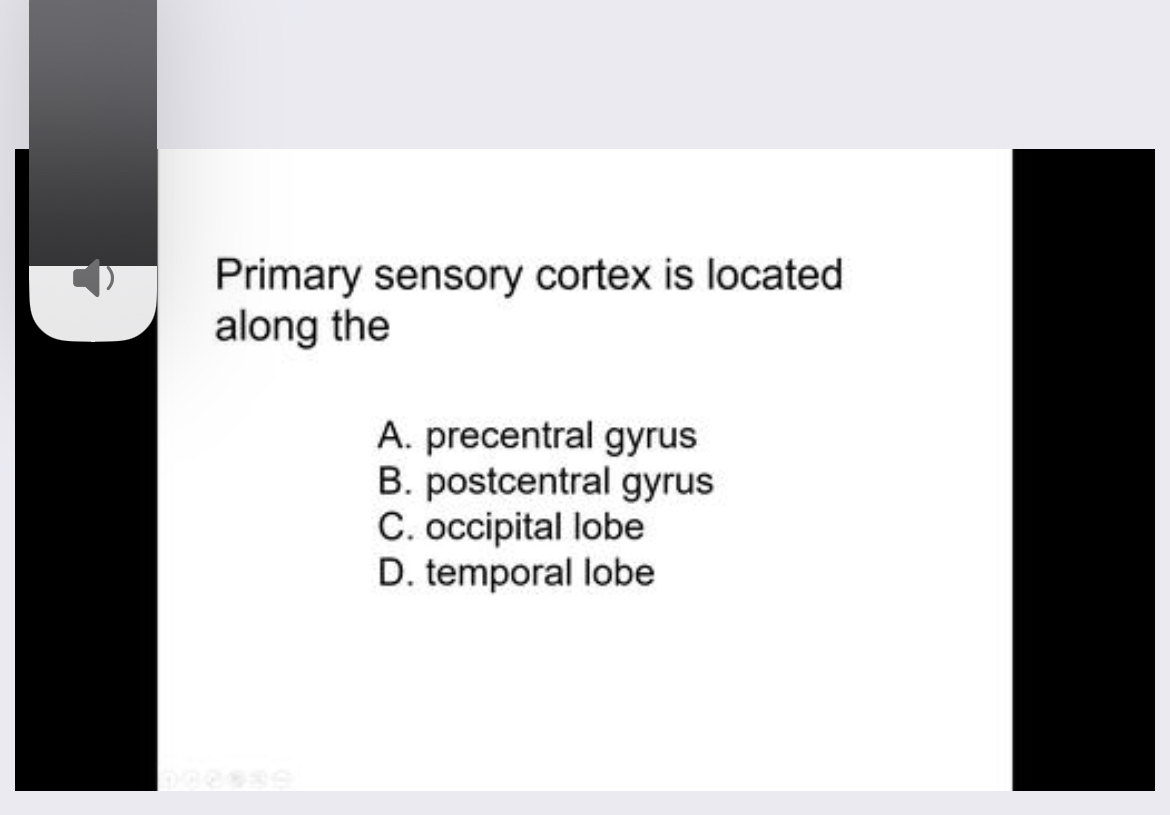 Solved Primary sensory cortex is located along theA. | Chegg.com