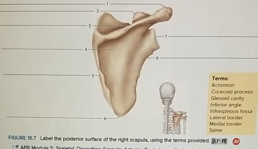 Solved 2 -7 8 5 Terms: Acromion Coracoid process Glenoid | Chegg.com