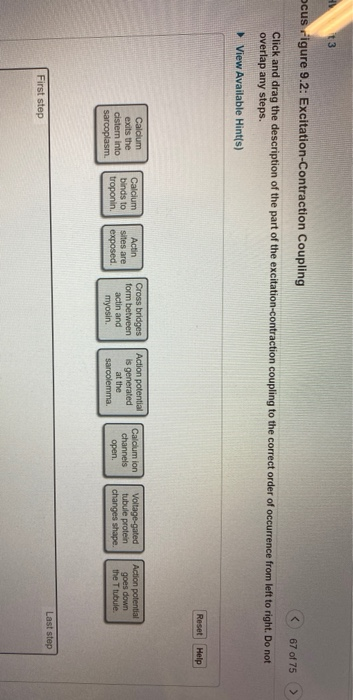 Solved t3 ocus rigure 9.2: Excitation Contraction Coupling | Chegg.com