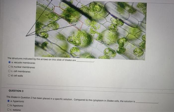 Solved The structures indicated by the arrows on this slide | Chegg.com