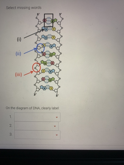 Solved Select missing words Gohy On the diagram of DNA, | Chegg.com