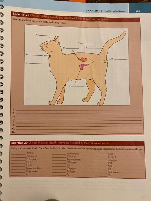 Solved CHAPTER 10 The Endocrine Sym 285 Exercise 28 Clinical Chegg
