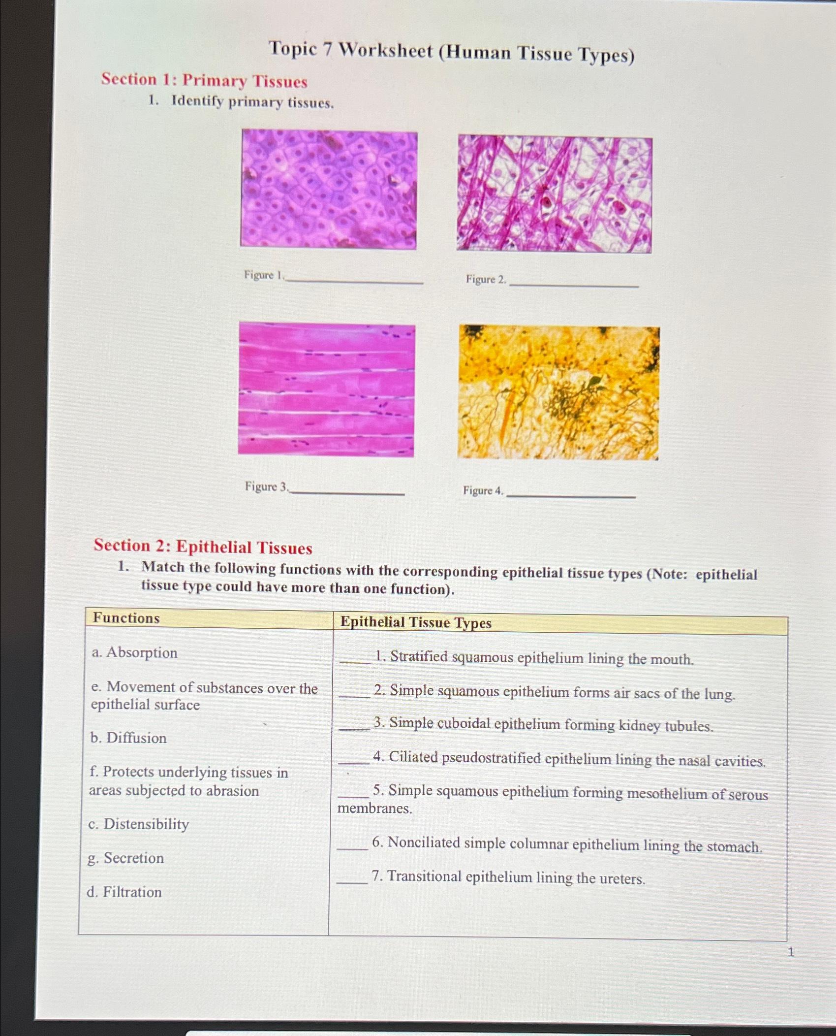 Solved Topic 7 ﻿Worksheet (Human Tissue Types)Section 1: | Chegg.com