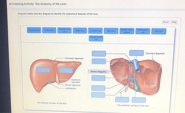 Solved Art-labeling Activity: The Anatomy of the Liver Drag | Chegg.com
