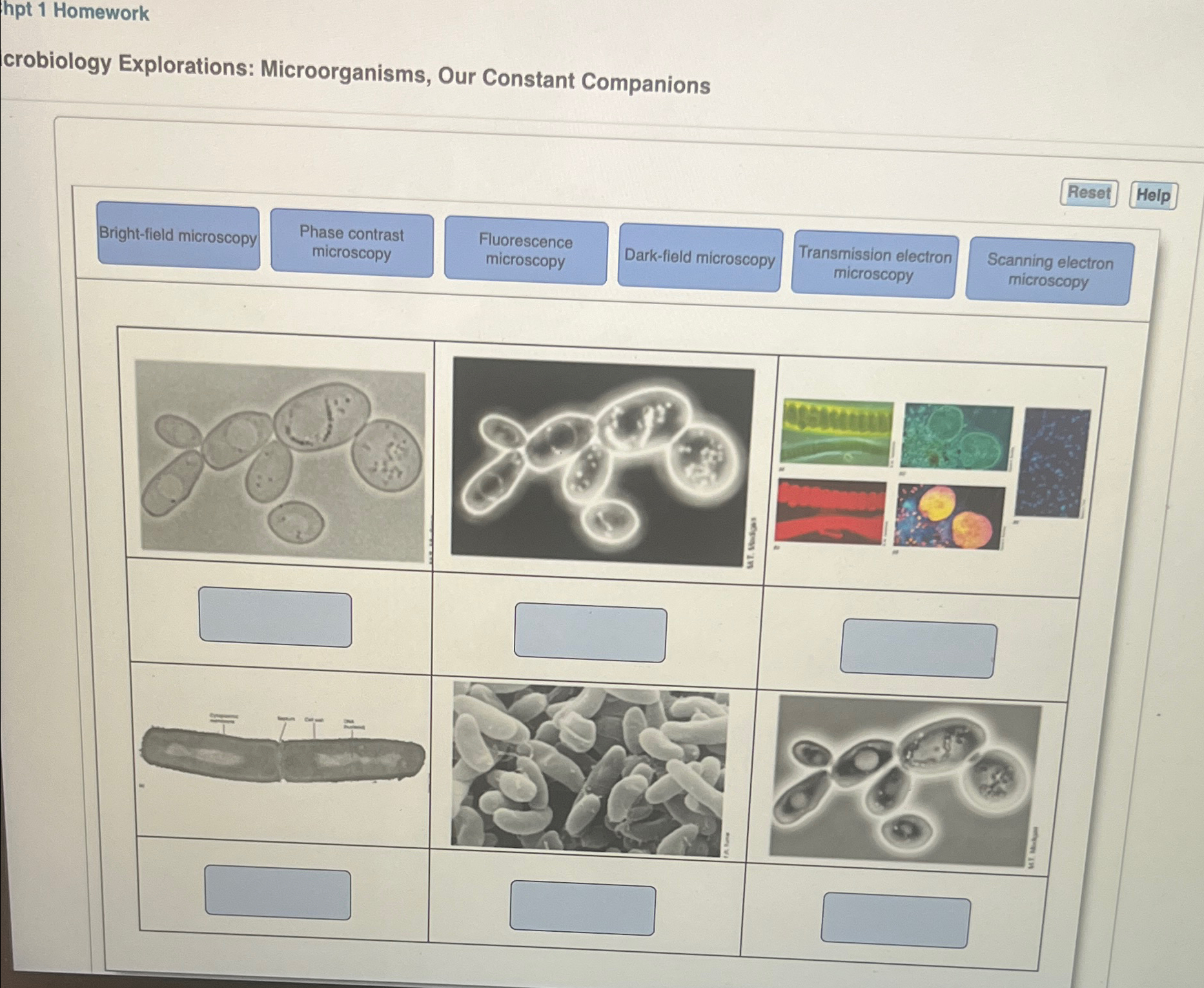 Solved hpt 1 ﻿Homeworkcrobiology Explorations: | Chegg.com