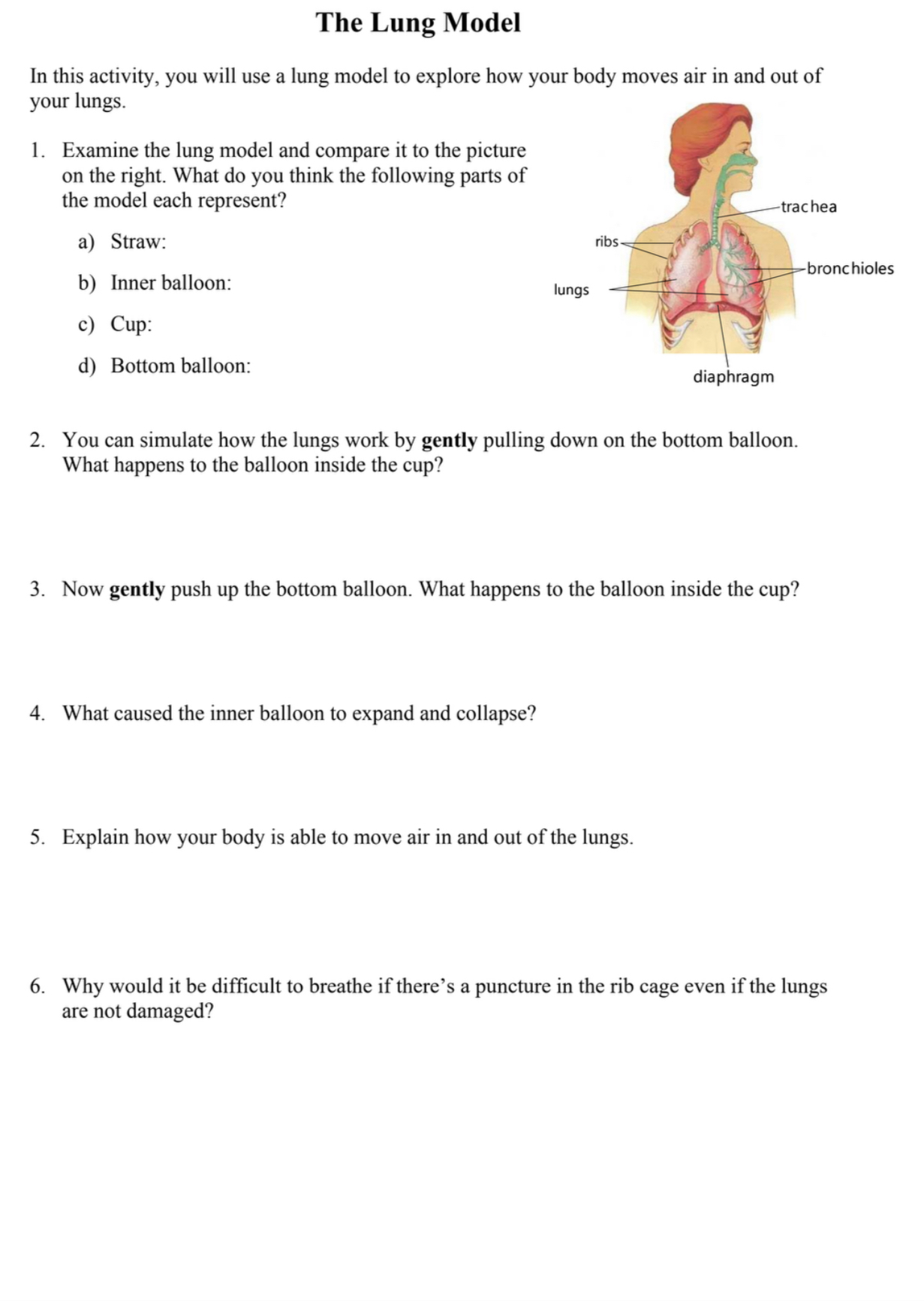 Solved The Lung ModelIn this activity, you will use a lung | Chegg.com