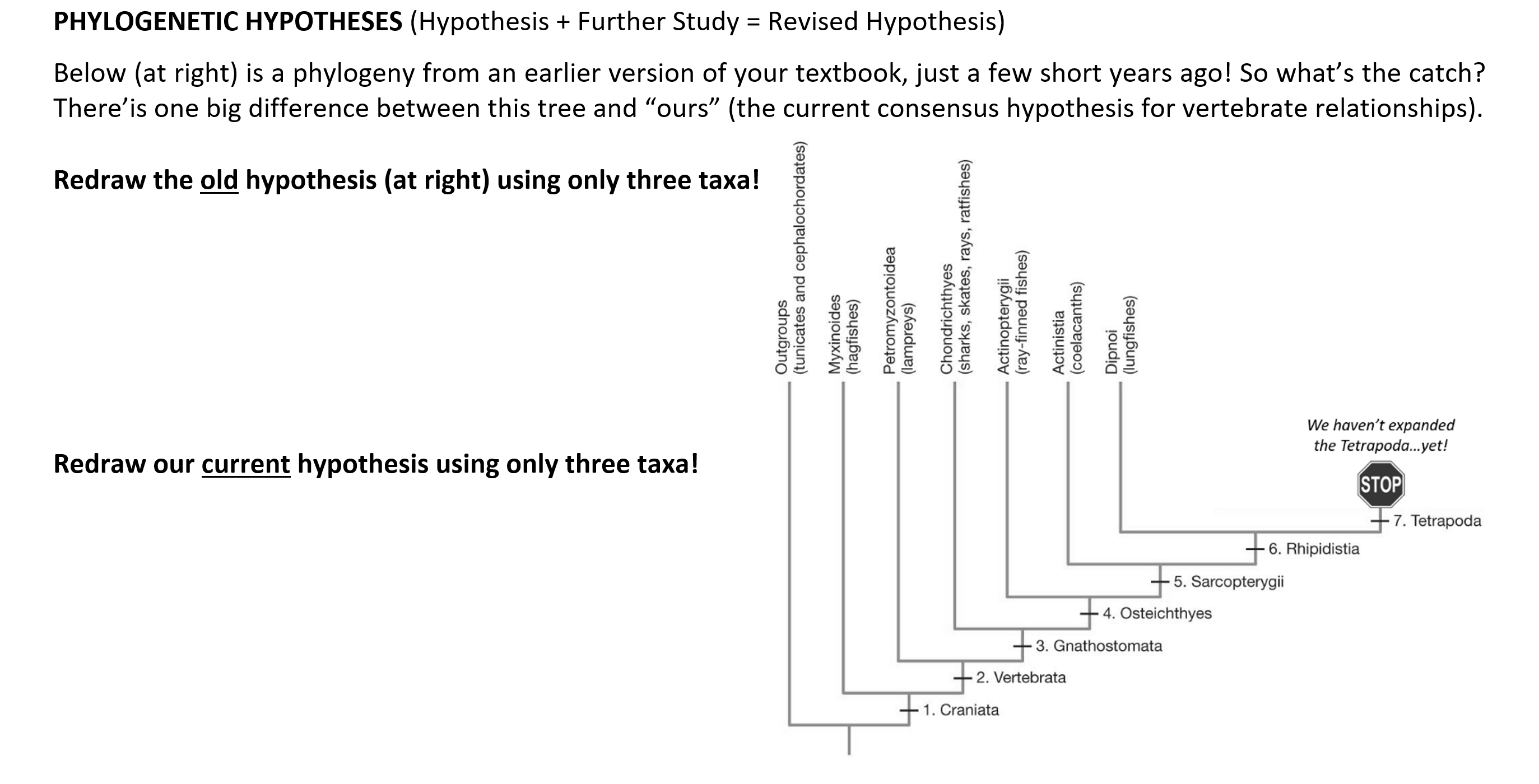 Solved PHYLOGENETIC HYPOTHESES (Hypothesis + ﻿Further Study | Chegg.com