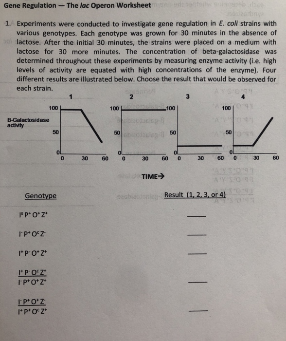 Solved Gene Regulation - The lac Operon Worksheetseb de 1. | Chegg.com