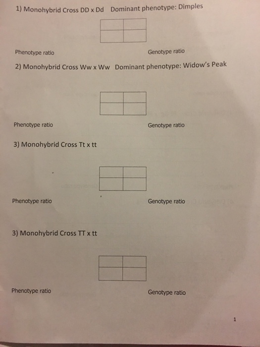 Solved 1) Monohybrid Cross DD x Dd Dominant phenotype: | Chegg.com