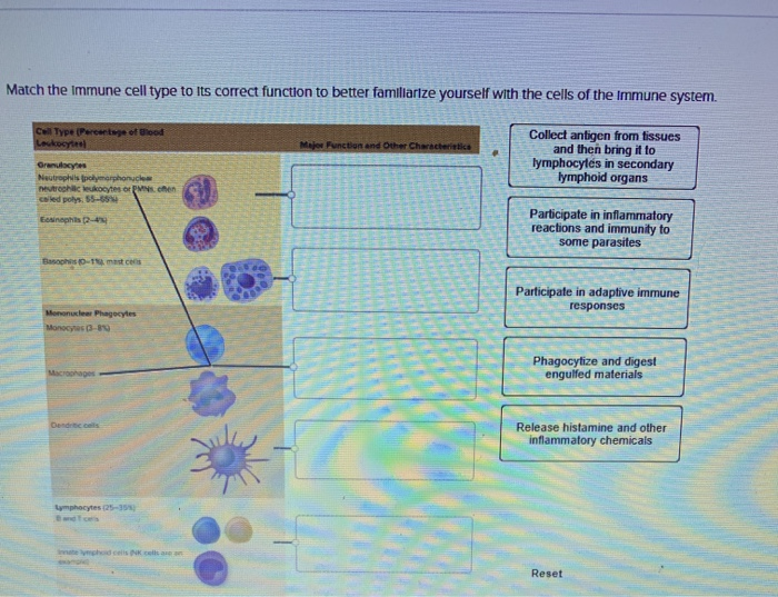 Solved Match the immune cell type to its correct function to | Chegg.com