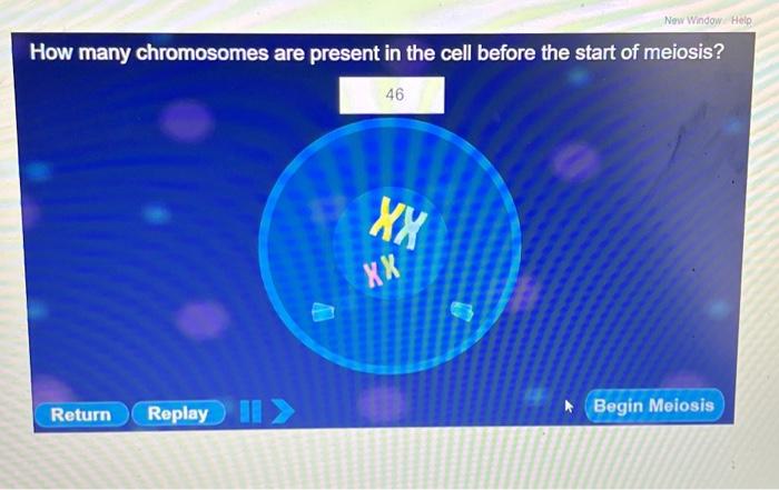 How many chromosomes are present in the cell before | Chegg.com