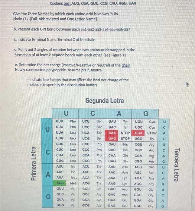 Codons are: AUG, CGA, GUU, CCG, CAU, AGU, UAAa. Give | Chegg.com