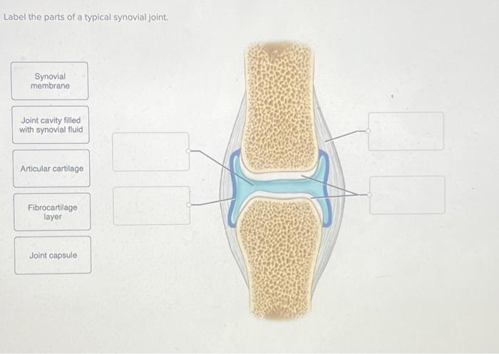 Solved Label the parts of a typical synovial joint. Synovial | Chegg.com Solved Label the parts of a typical synovial joint. Synovial | Chegg.com
