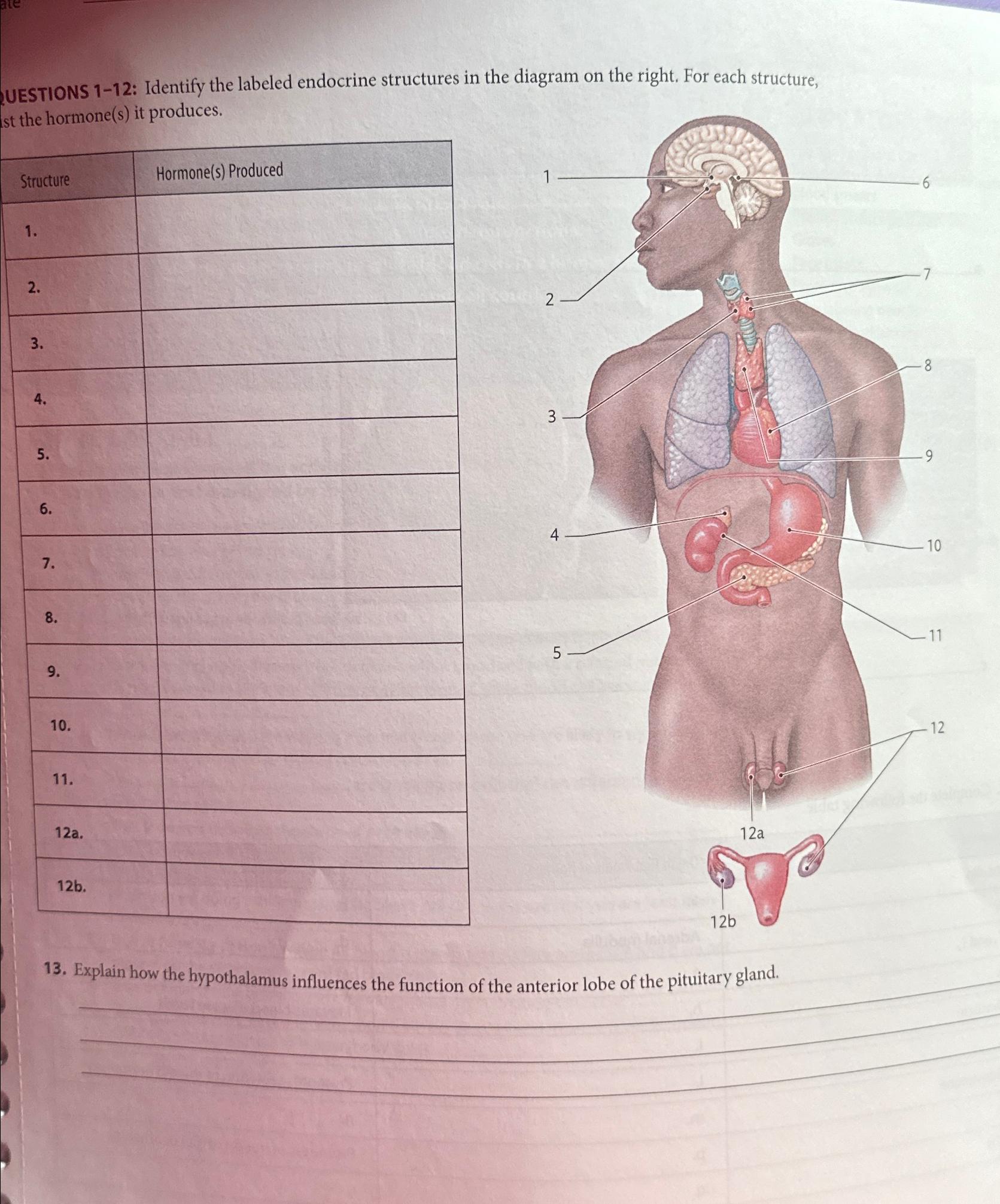 Solved UESTIONS 1-12: Identify the labeled endocrine | Chegg.com