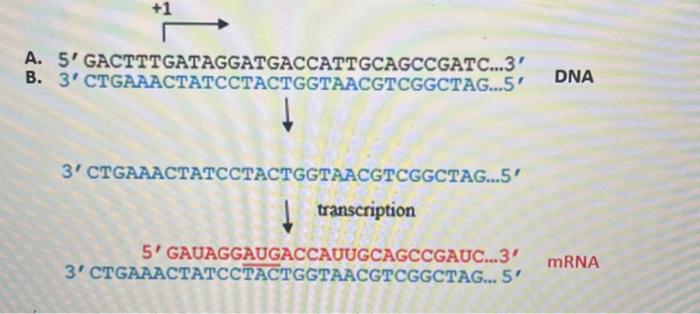 Solved Which strand is the sense strand based on the figure | Chegg.com