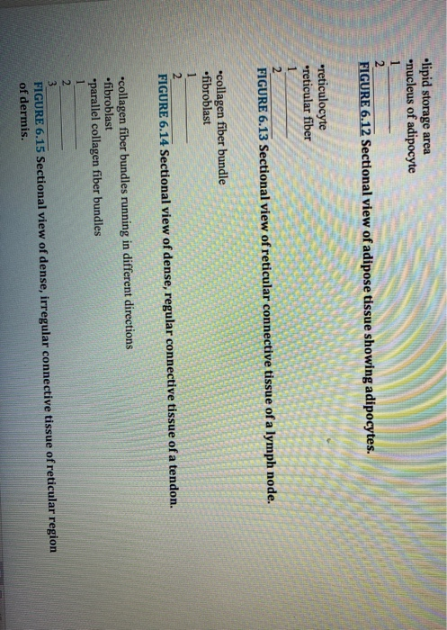 Solved lipid storage area nucleus of adipocyte 2 FIGURE 6.12 | Chegg.com