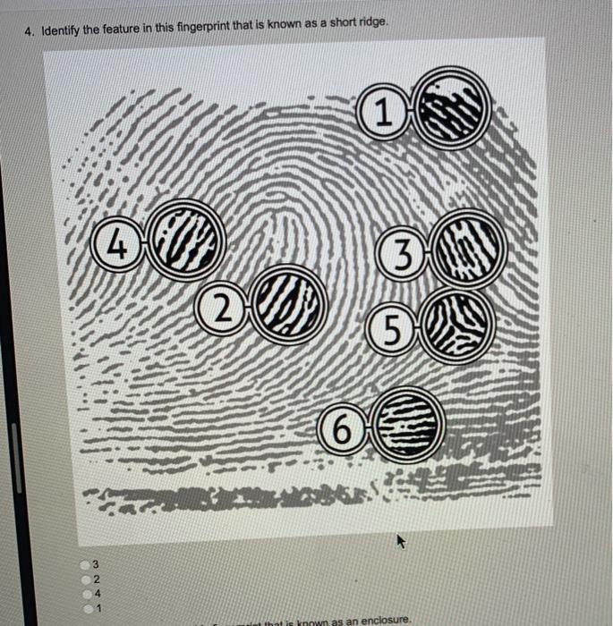 Solved 4. Identify the feature in this fingerprint that is | Chegg.com