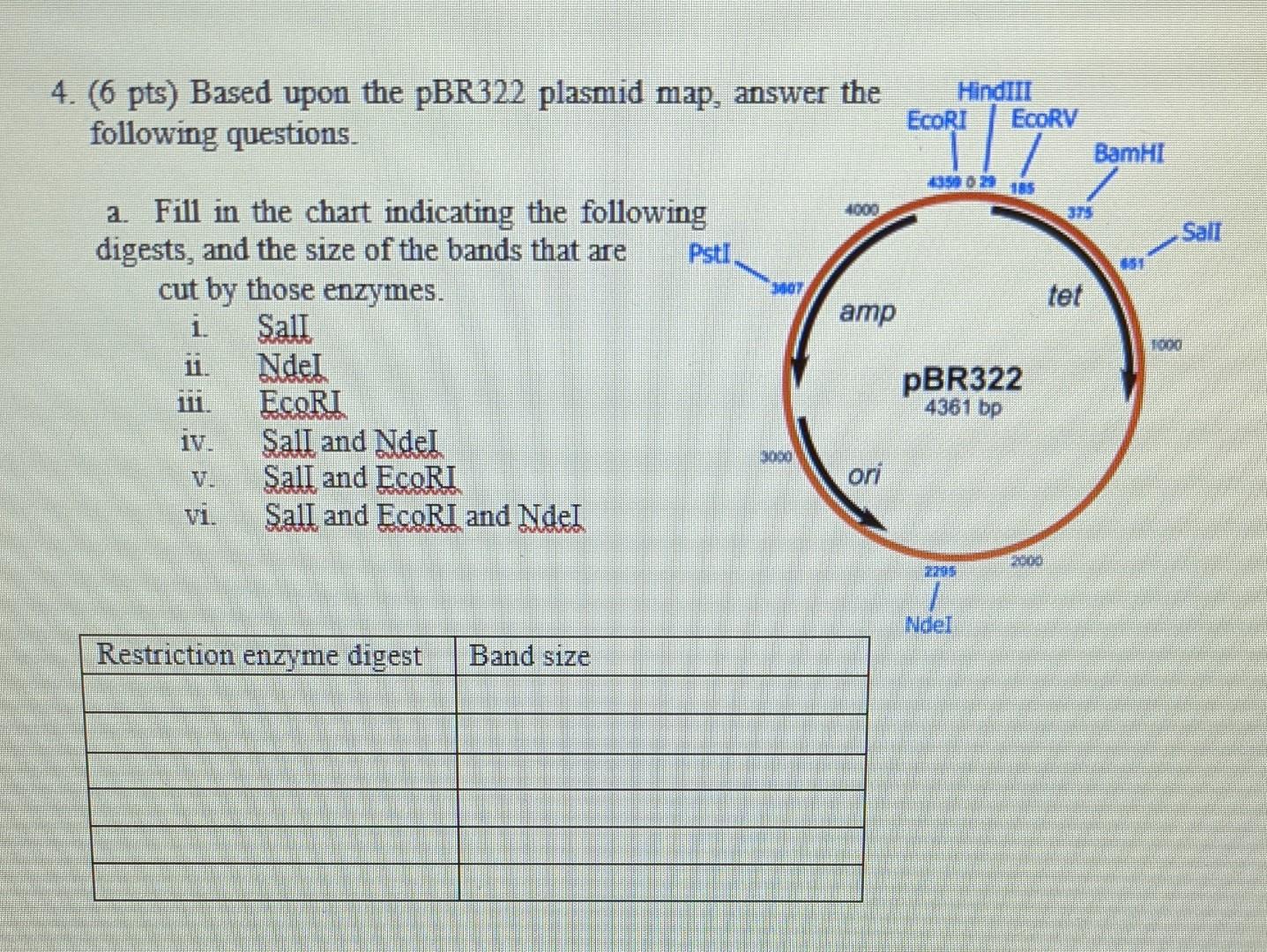 Solved 4. (6pts ) Based upon the pBR322 plasmid map, answer | Chegg.com
