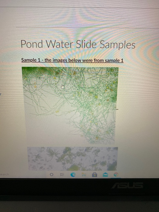 19 Laboratory 2 Pond water and the scientific method: | Chegg.com