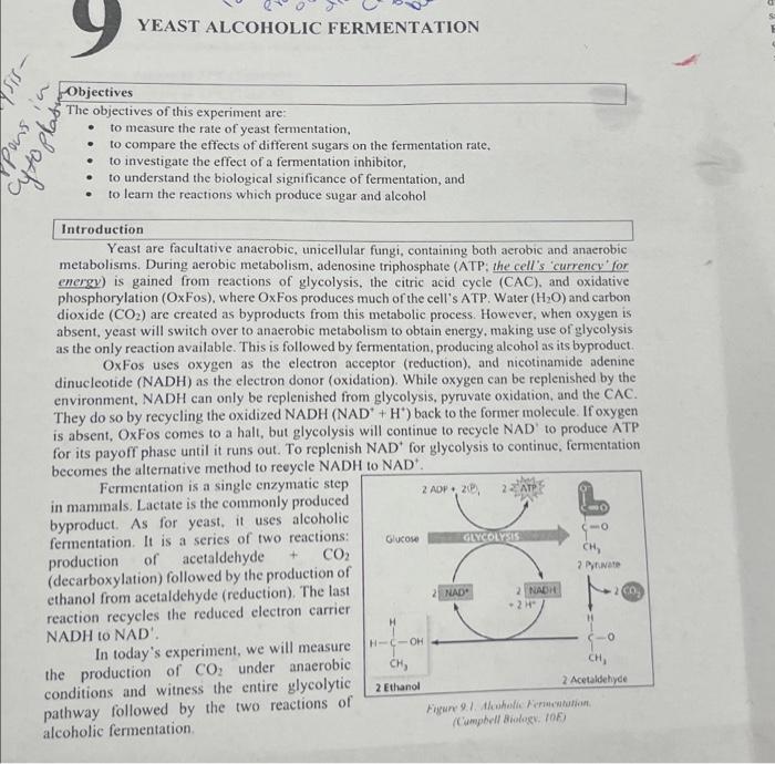 Solved YEAST ALCOHOLIC FERMENTATION The objectives of this | Chegg.com