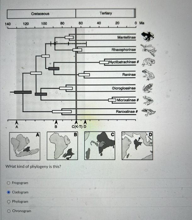 Solved Frogogram Cladogram Phylogram Chronogram | Chegg.com