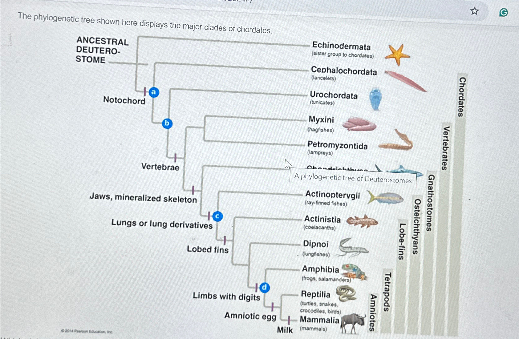 Solved The phylogenetic tree shown here displays the major | Chegg.com