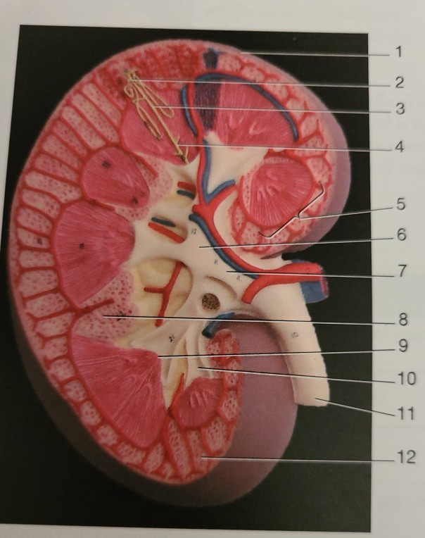 Solved Renal artery Afferent arteriole Figure 11.5: Blood | Chegg.com