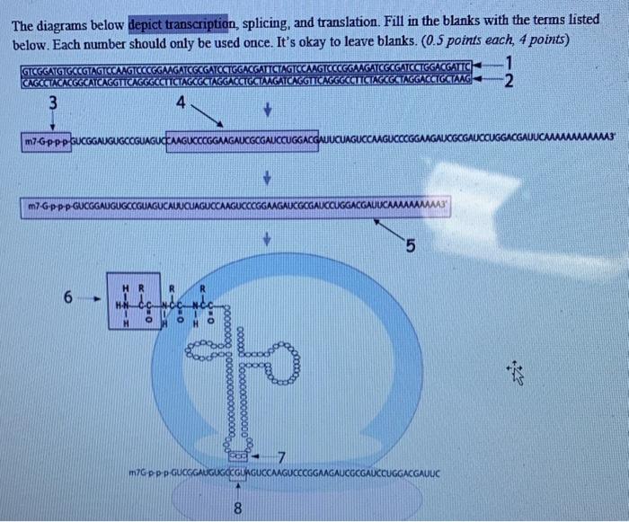 Solved The diagrams below depict transcription, splicing, | Chegg.com