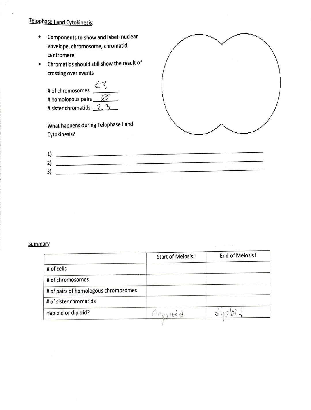Solved Meiosis Worksheet Illustrate the steps of meiosis | Chegg.com