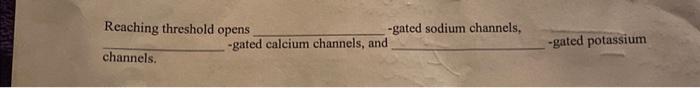 Solved Reaching threshold opens -gated calcium channels, and | Chegg.com
