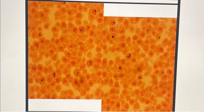 Cell Crcle "Divide the number of cells identified in | Chegg.com