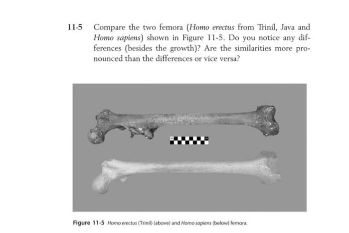 Solved 1-5 Compare the two femora (Homo erectus from Trinil, | Chegg.com