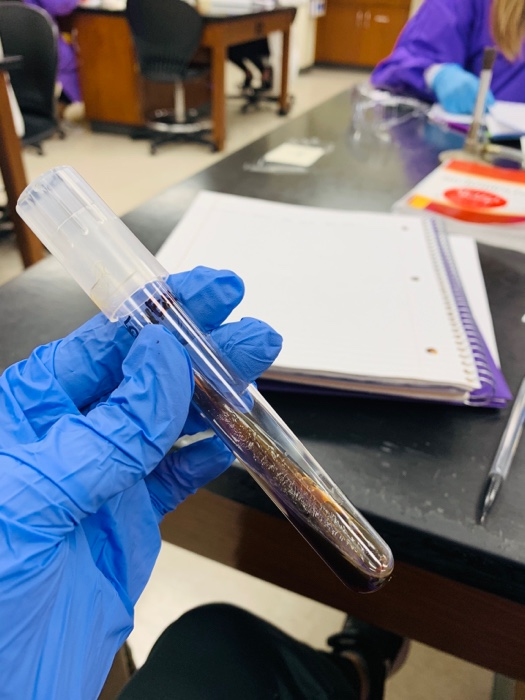 Solved Gram status Morphology Lactose fermentation Sucrose | Chegg.com