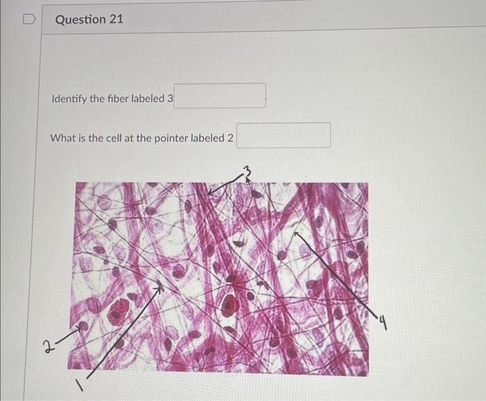 Solved Identify the fiber labeled 3 What is the cell at the | Chegg.com