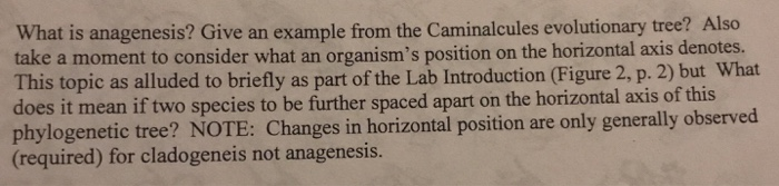 Solved What is anagenesis? Give an example from the | Chegg.com
