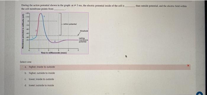 Solved During the action polential shown in the graph: at t | Chegg.com