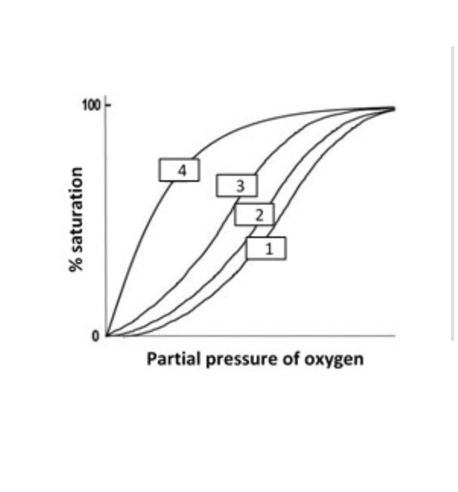Solved If curve 1 represents the binding of oxygen to Hb, | Chegg.com