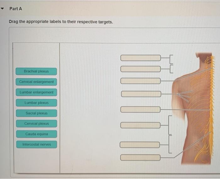 Solved Part A Drag the appropriate labels to their | Chegg.com