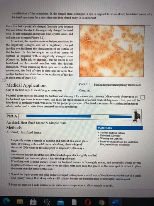 EXERCISE 2 Bacterial Smear and Introductory Staining | Chegg.com