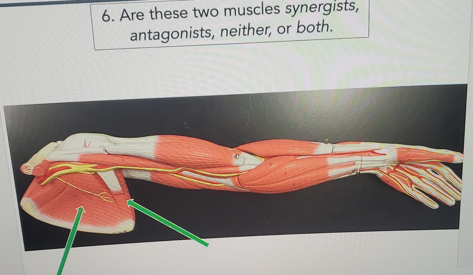 Solved 6. Are these two muscles synergists, antagonists, | Chegg.com