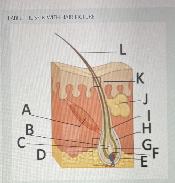Solved LABEL THE SKIN WITH HAIR PICTURE _L K Ute A B C D -I | Chegg.com