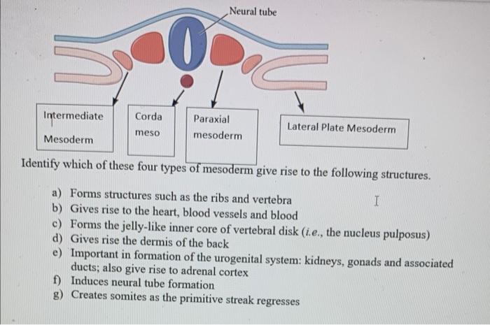 Solved Ilemuy wurn or these four types of mesoderm give rise | Chegg.com