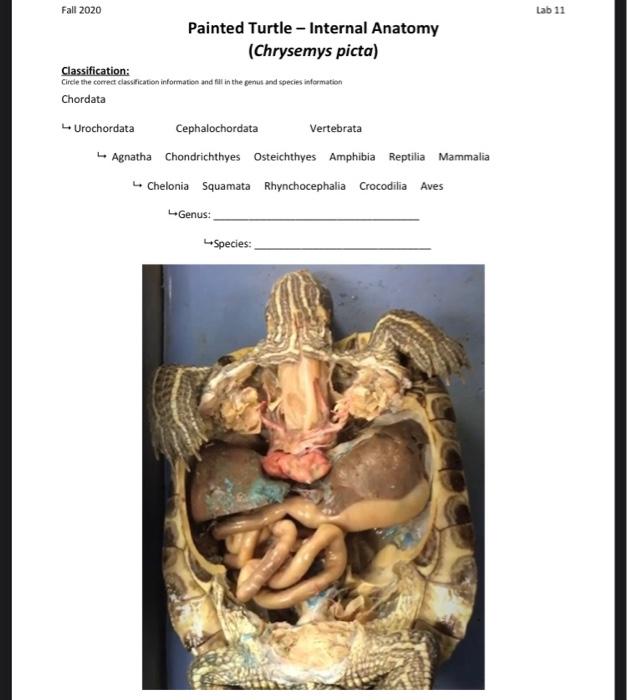 Solved Lab 11 Fall 2020 Painted Turtle - External Anatomy | Chegg.com