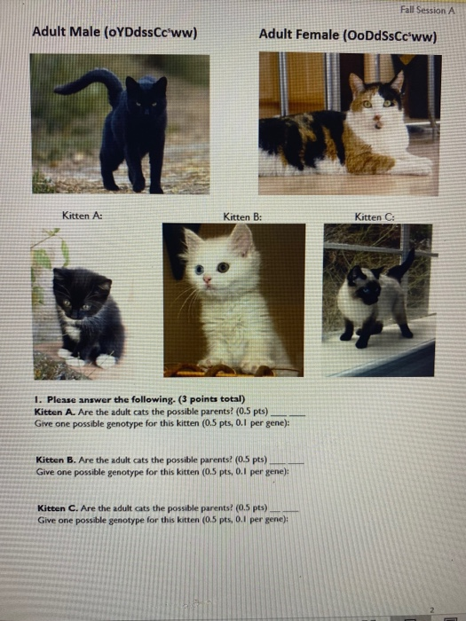 Solved Recitation 4: Genetic Inheritance The following table | Chegg.com