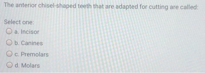 Solved The anterior chisel-shaped teeth that are adapted for | Chegg.com