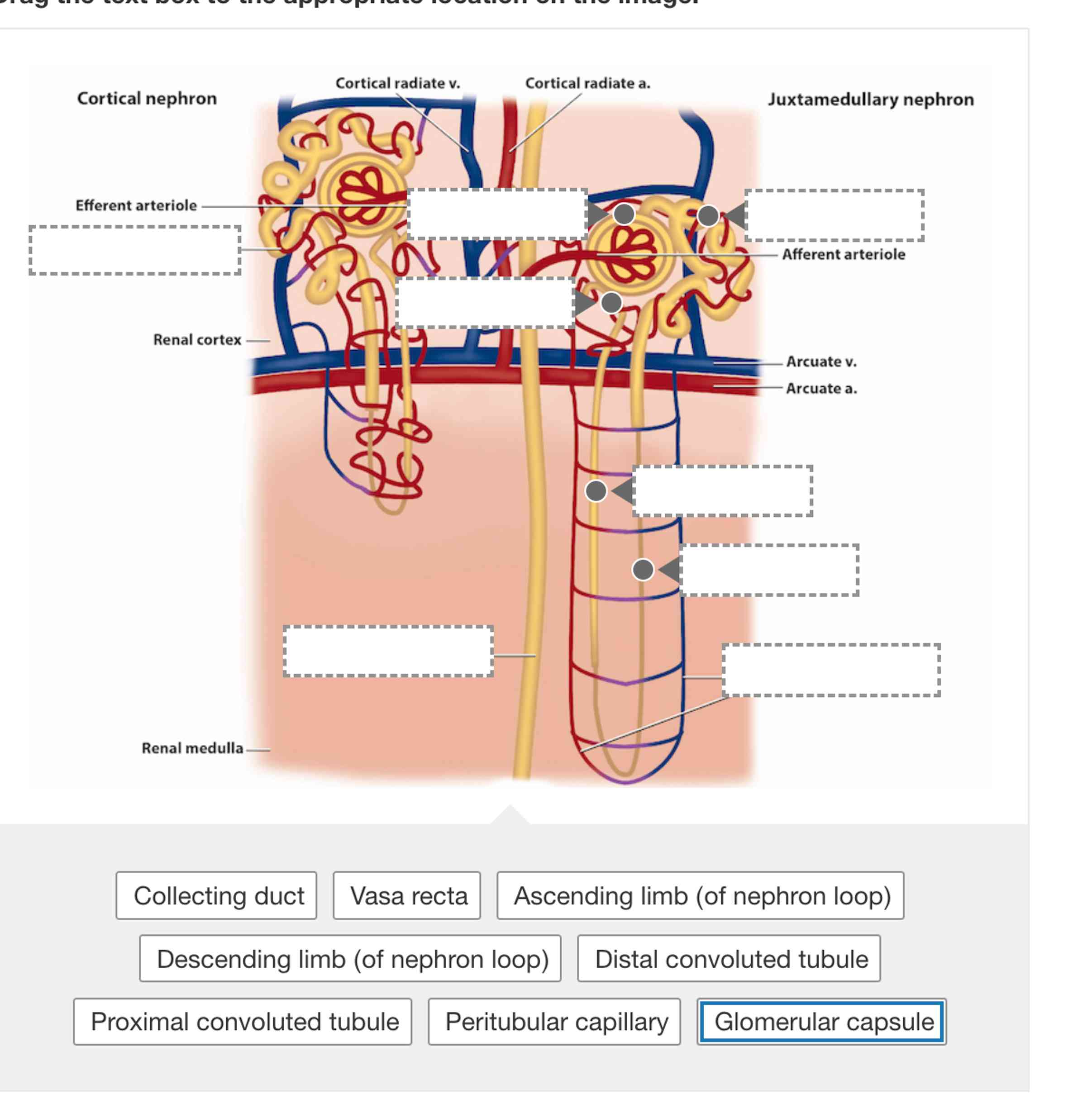 Solved Renal medullaDistal convoluted tubule | Chegg.com