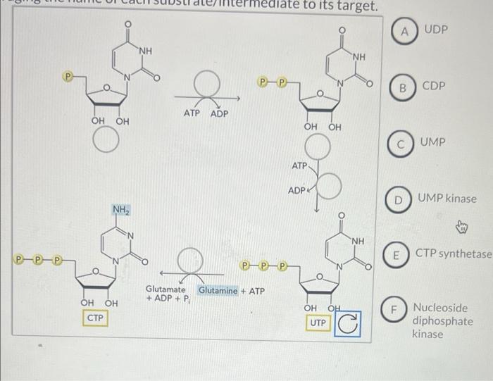 Solved CTpsynthetase A UDP CDP CTP synthetase UMP kinase | Chegg.com
