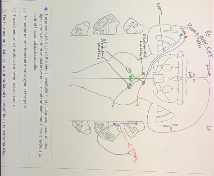 Solved The orange neuron is the lower motor neuron The blue | Chegg.com