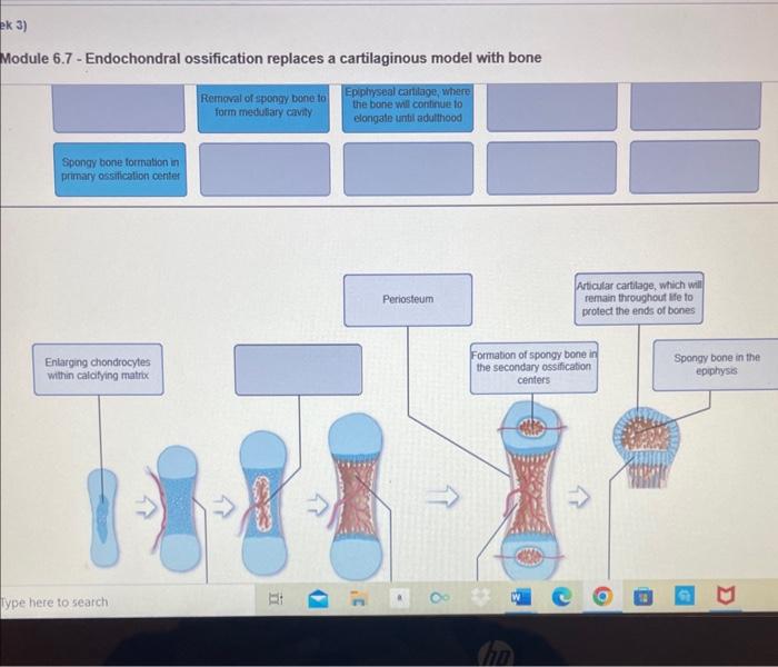 Solved Module 6.7 - Endochondral ossification replaces a | Chegg.com
